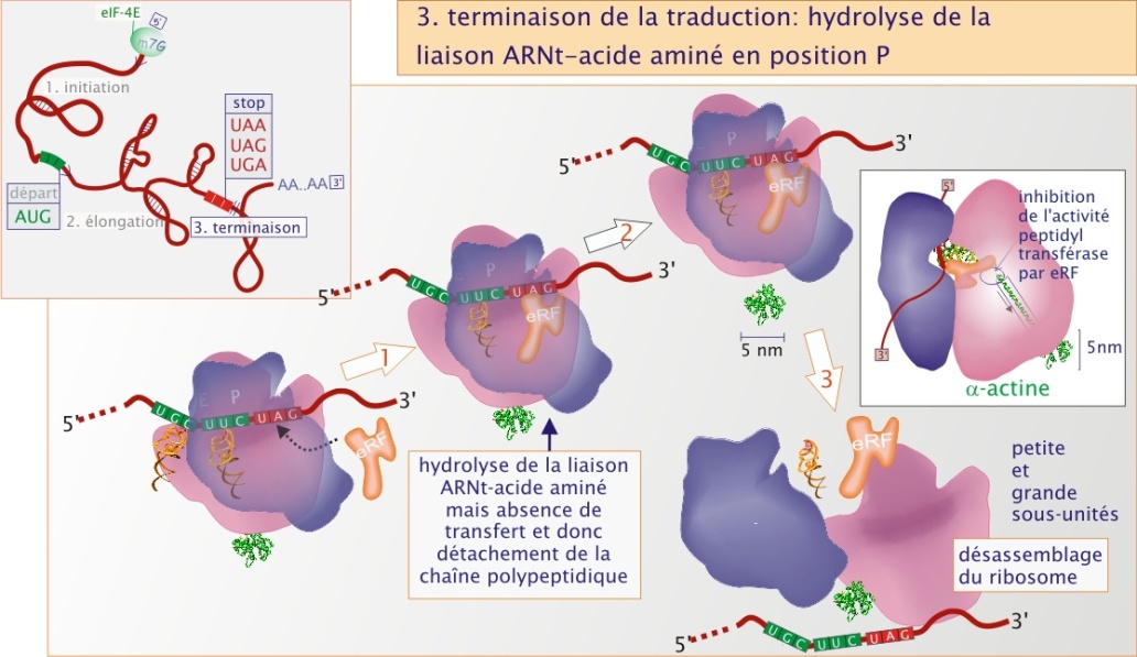Terminaison De La Traduction 6 La Synth se Des Prot ines biologie Terminaison De La Traduction 6 La Synth se Des Prot ines biologie